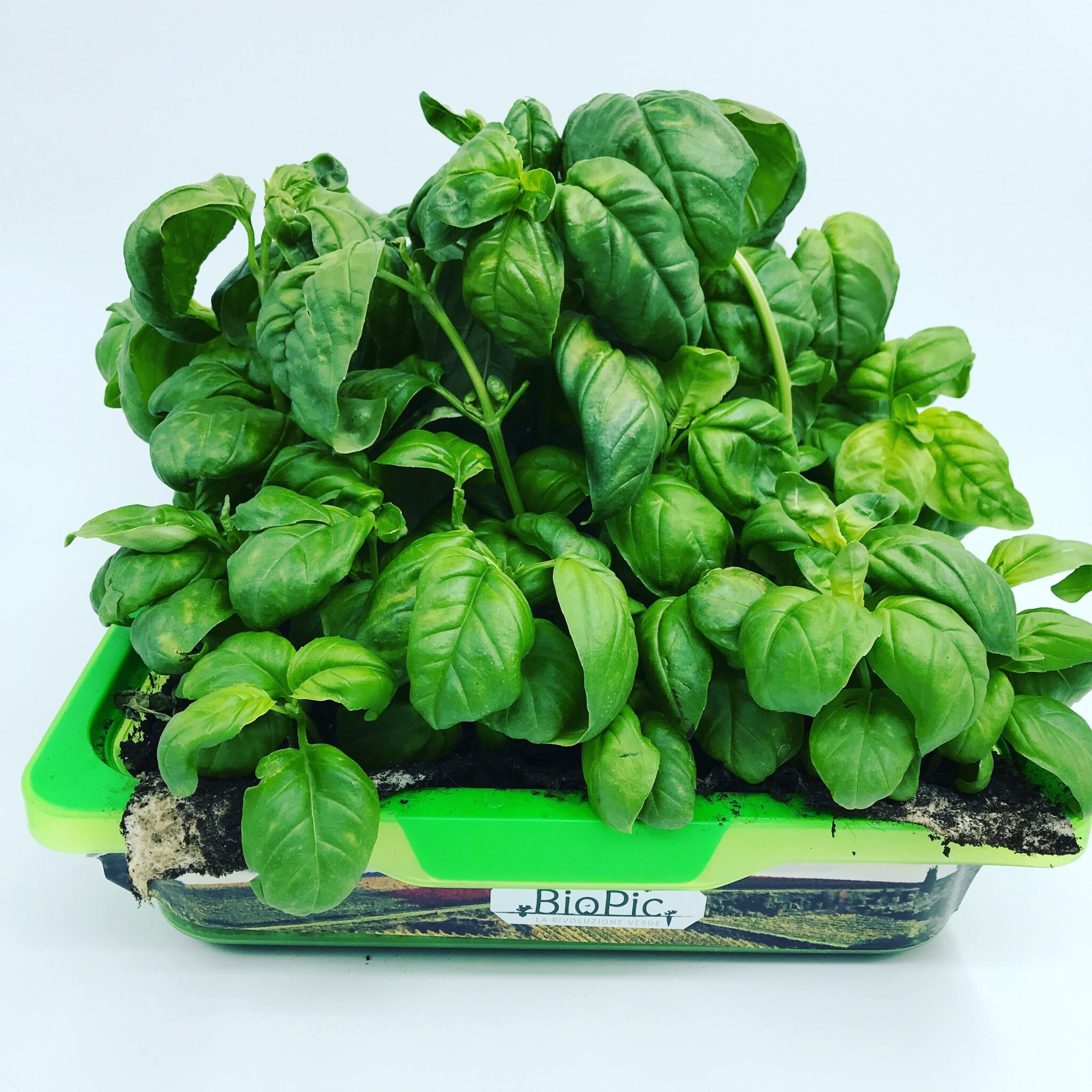 Come coltivare il basilico in vaso in terrazzo o balcone | UniversiNet ...